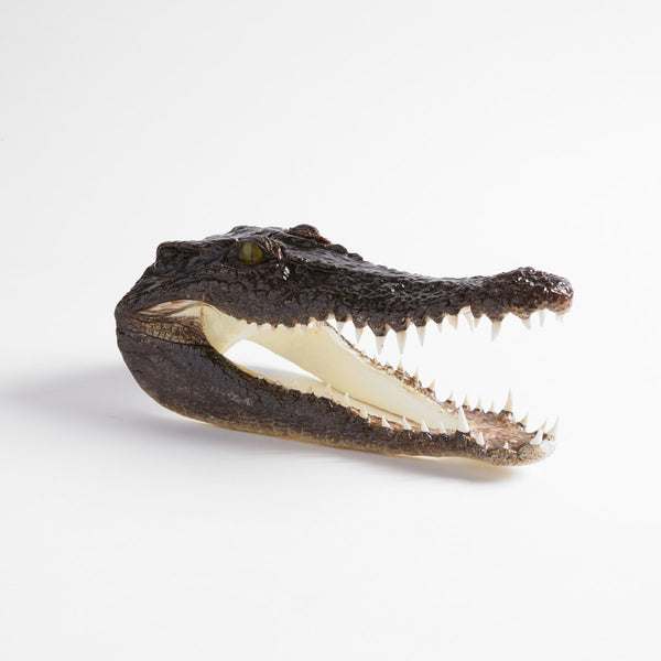 Taxidermy Saltwater Crocodile Head | Croc Stock and Barra