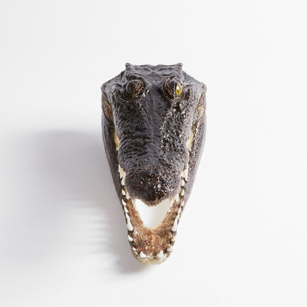 Taxidermy Saltwater Crocodile Head | Croc Stock and Barra